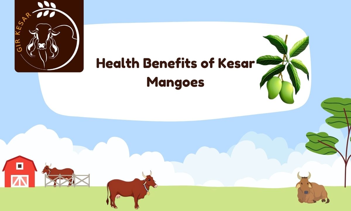 Health Benefits of Kesar Mangoes - Gir Kesar