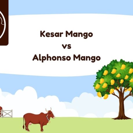 Kesar Mango Tree: Everything About It - Gir Kesar