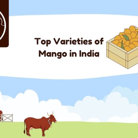 Health Benefits of Kesar Mangoes - Gir Kesar